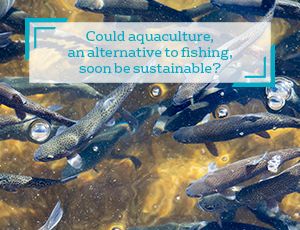 Could aquaculture, an alternative to fishing, soon be sustainable?| Veolia