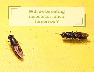Will we be eating insects for lunch tomorrow? | Veolia