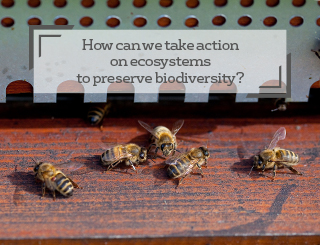 Take action on ecosystems to preserve biodiversity | Veolia